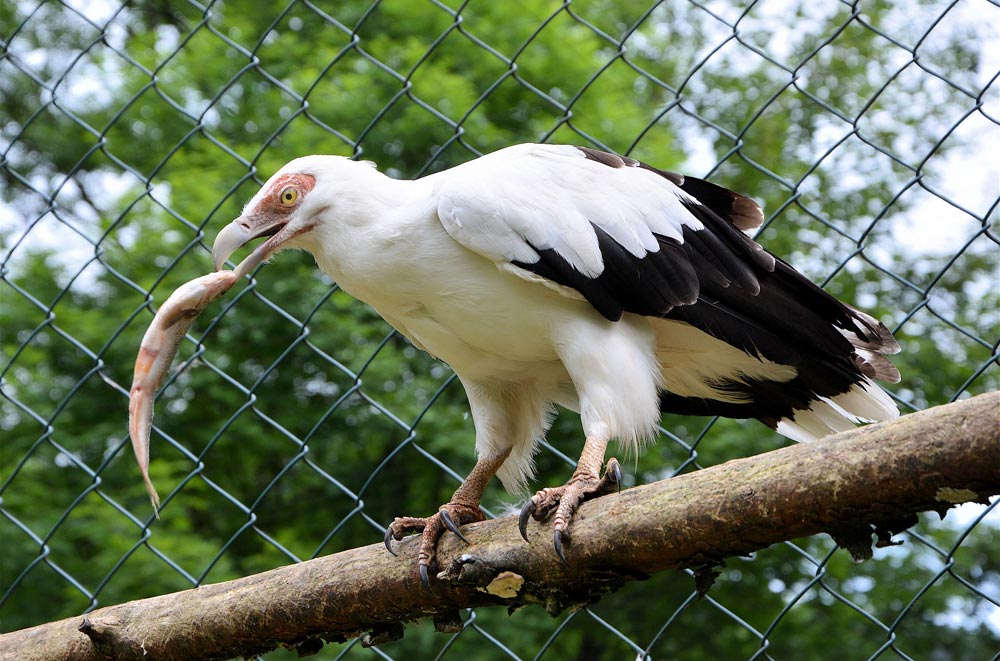 Raritätenzoo Ebbs in Kufstein